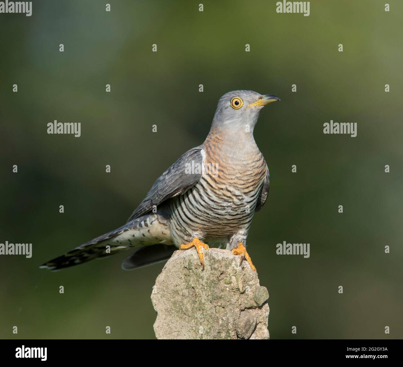 Female Common Cuckoo (Cuculus canorus) sat on a perch in good morning ...