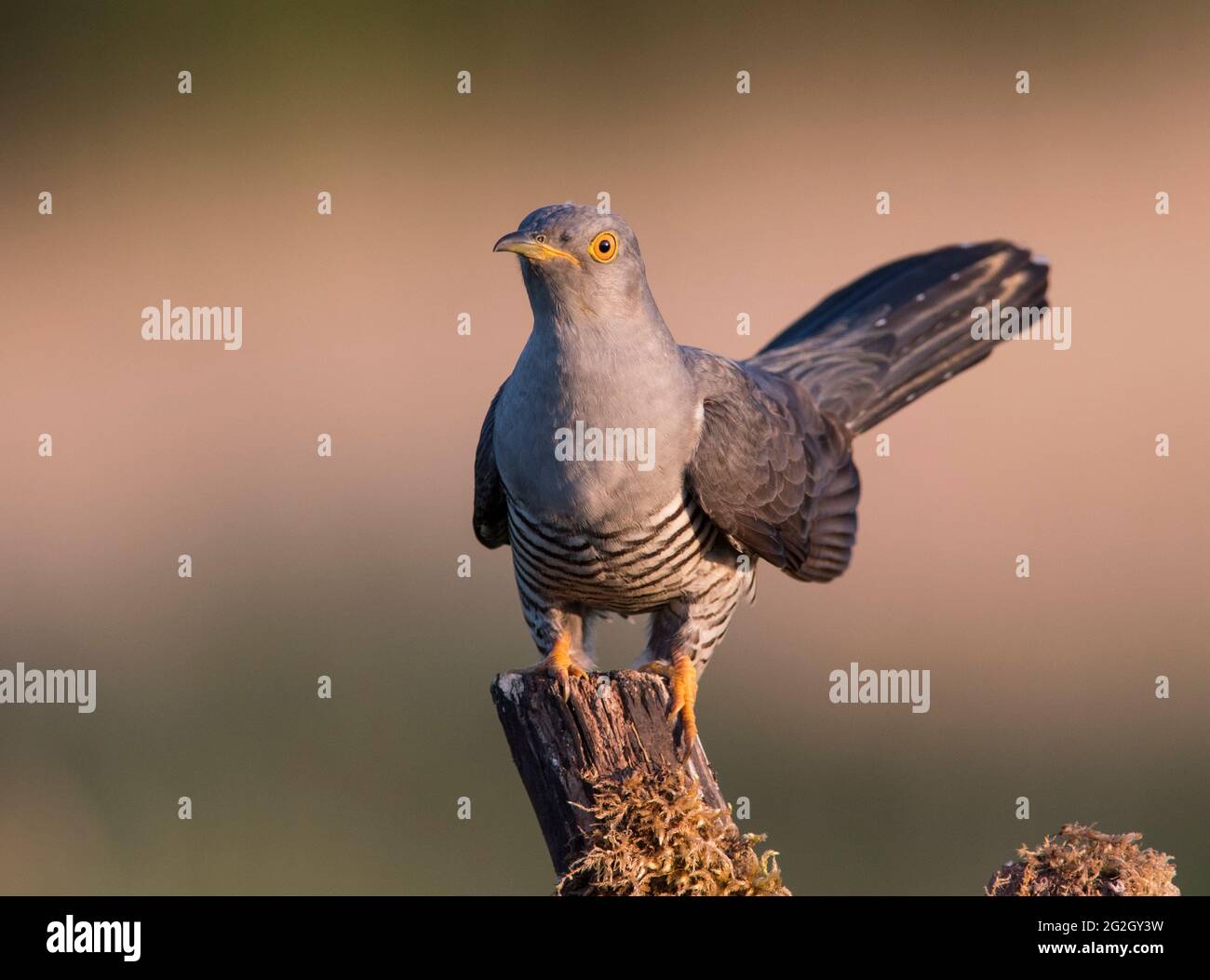 Male Common Cuckoo (Cuculus canorus) sat on a branch at dawn Stock ...