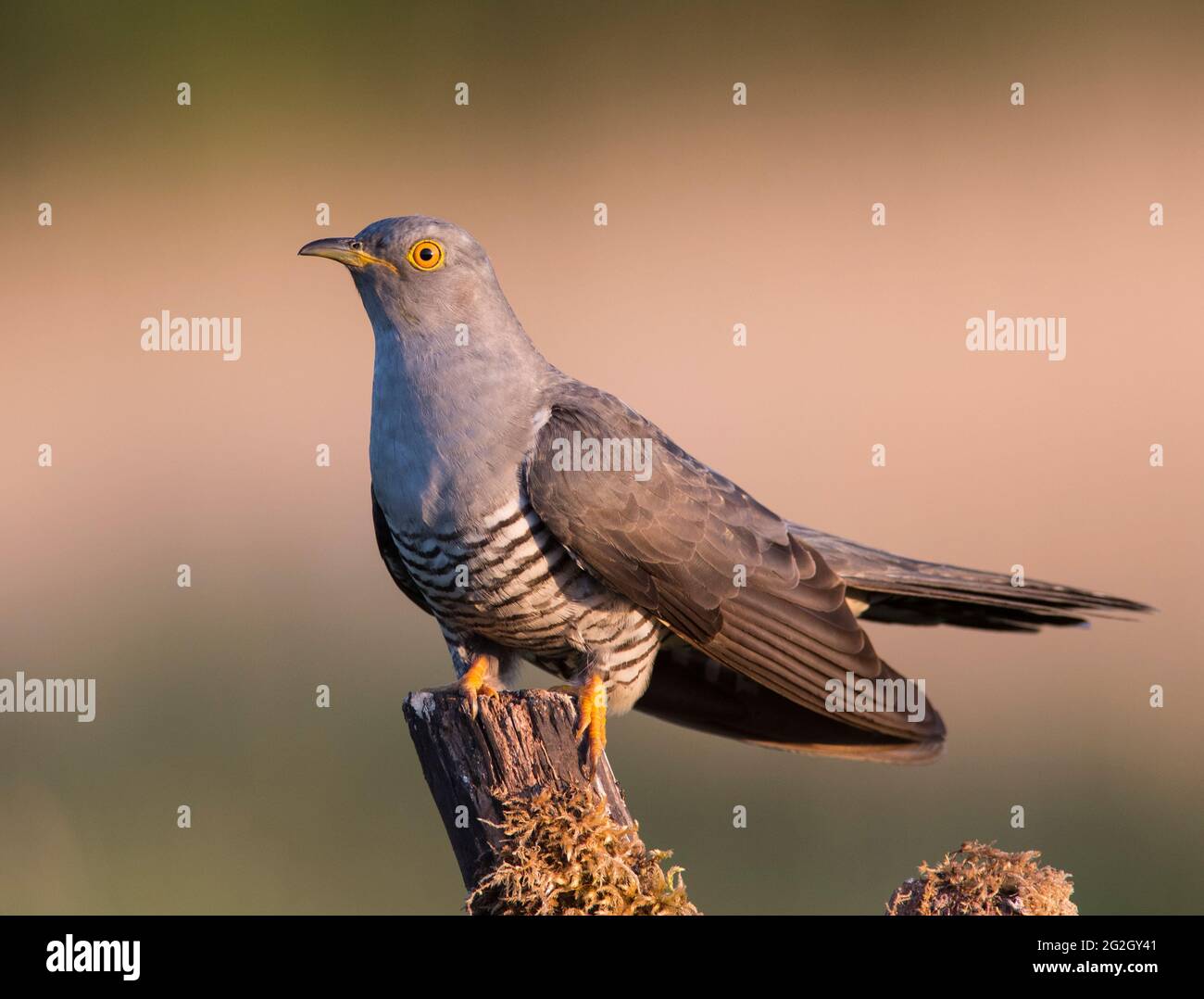 Male Common Cuckoo (Cuculus canorus) sat on a branch at dawn Stock ...