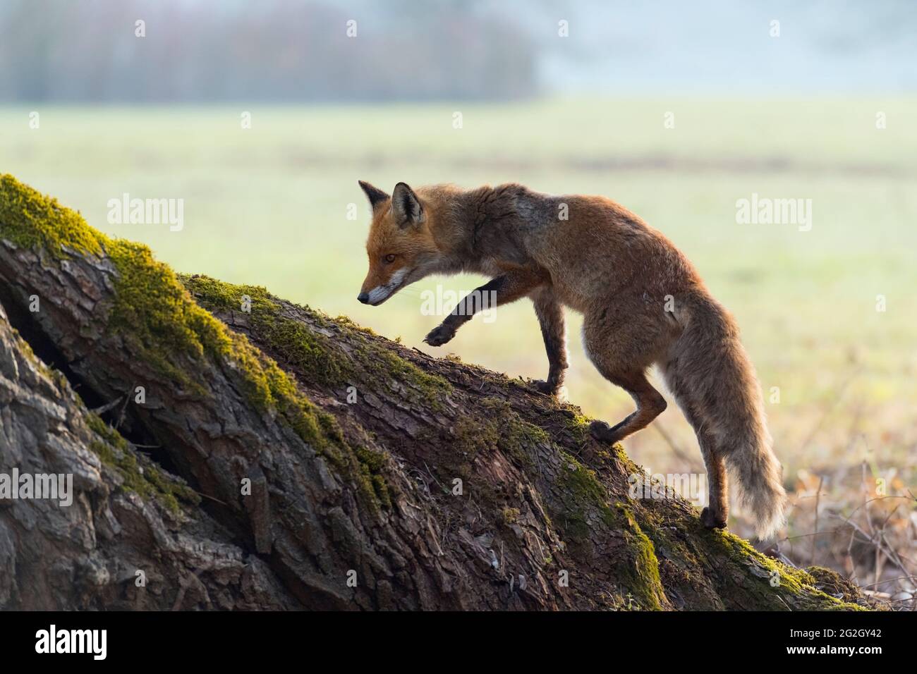 Tree with red fox hi-res stock photography and images - Alamy