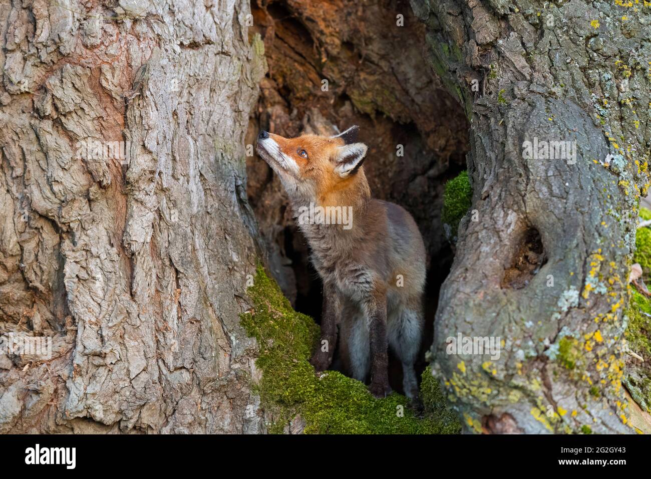 Red fox (Vulpes vulpes) looks out of a tree hole, spring, Hesse ...