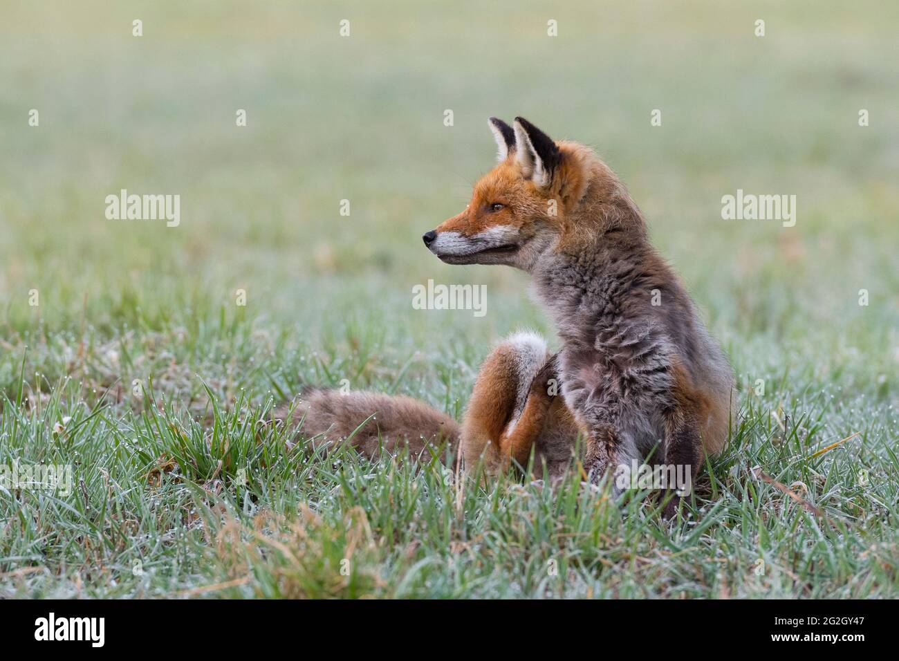 Red fox in spring time hi-res stock photography and images - Alamy