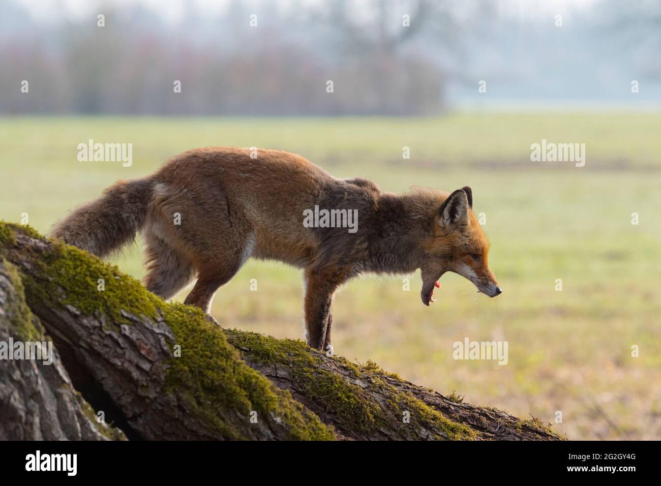 Red fox (Vulpes vulpes) on a tree trunk, spring, Hesse, Germany Stock ...