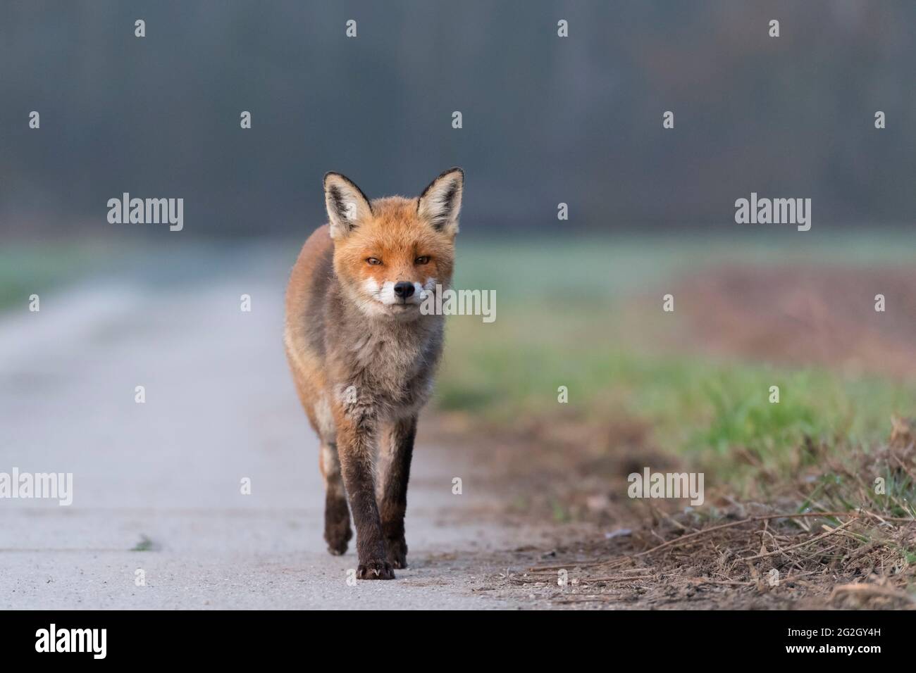 Red fox (Vulpes vulpes) on a path, spring, Hesse, Germany Stock Photo ...