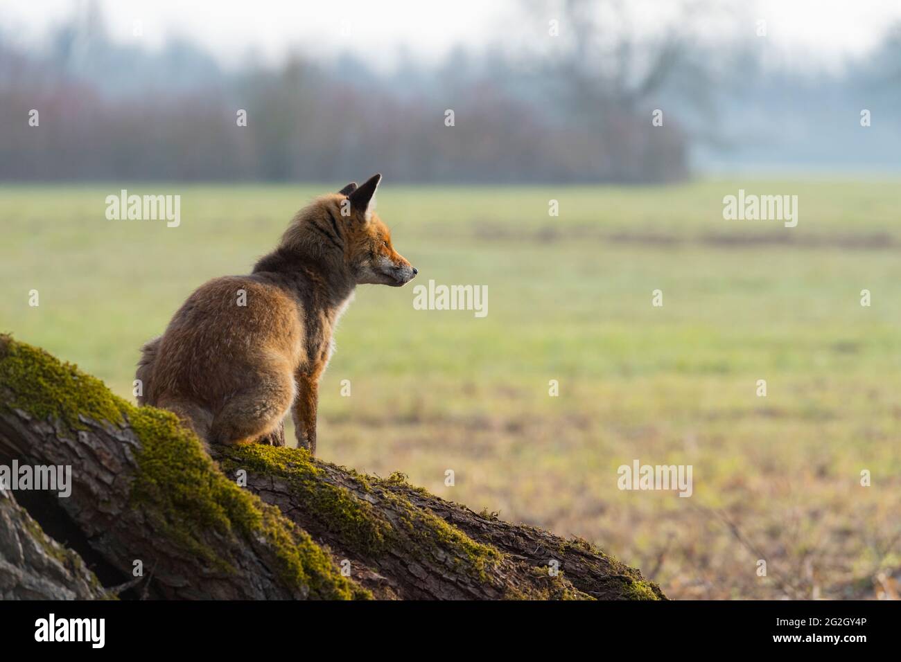 Red fox (Vulpes vulpes) on a tree trunk, spring, Hesse, Germany Stock ...