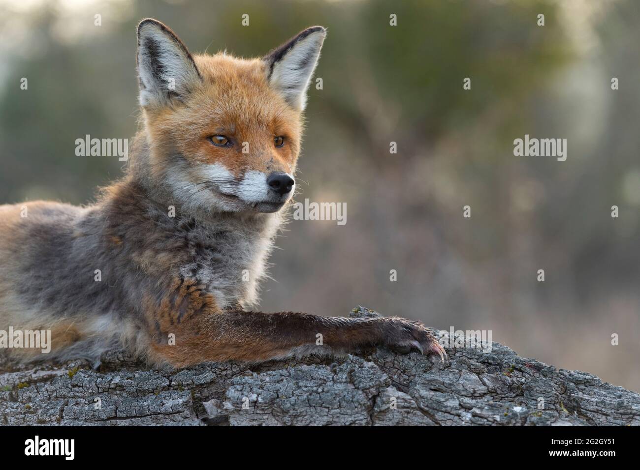 Reclined tree hi-res stock photography and images - Alamy