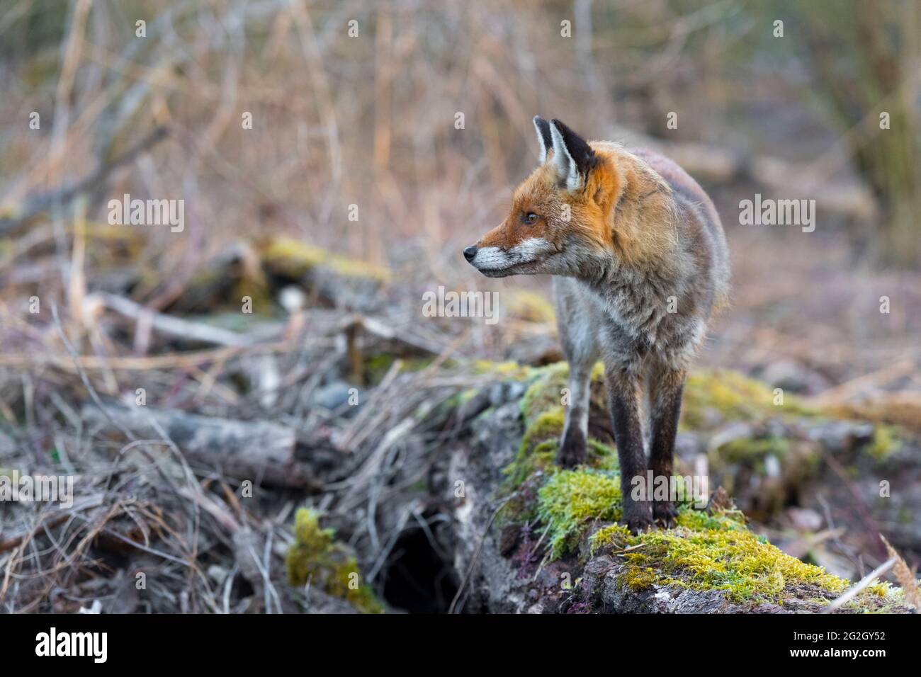 Red fox (Vulpes vulpes) on a tree trunk, spring, Hesse, Germany Stock ...