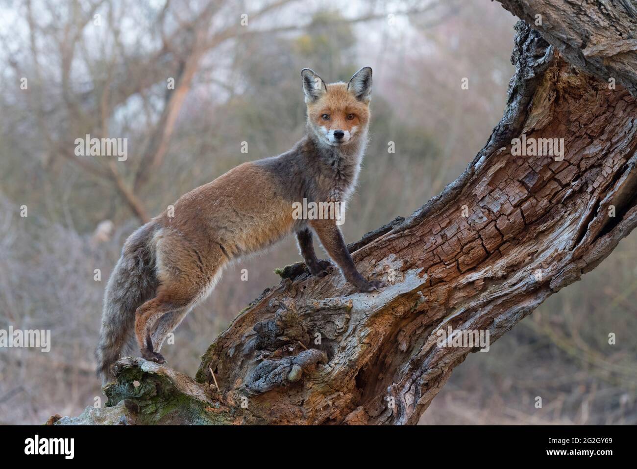 Red fox (Vulpes vulpes) on a tree trunk, spring, Hesse, Germany Stock ...