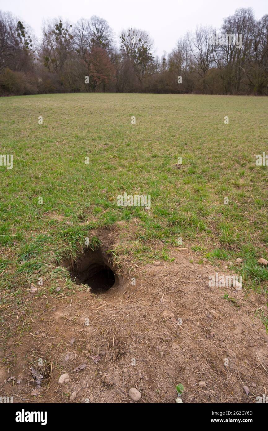 Badger den hi-res stock photography and images - Alamy