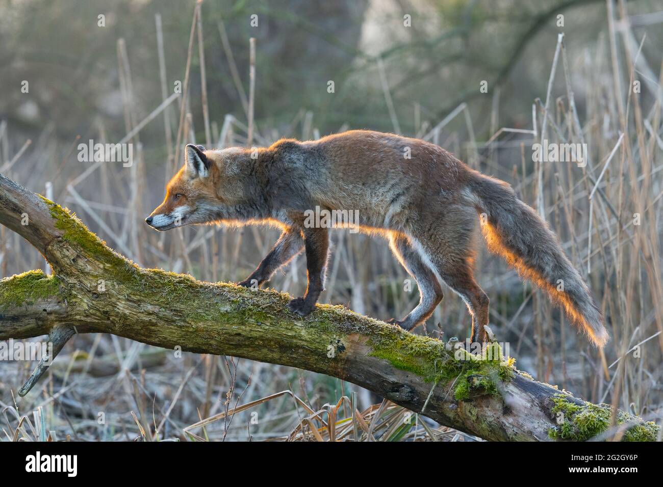 Reed trunk hi-res stock photography and images - Alamy