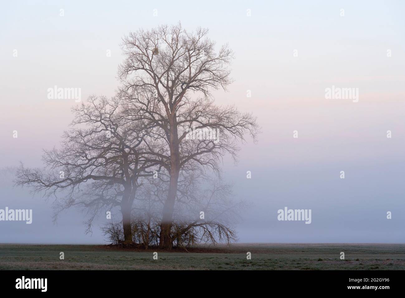 Oak tree early spring hi-res stock photography and images - Alamy