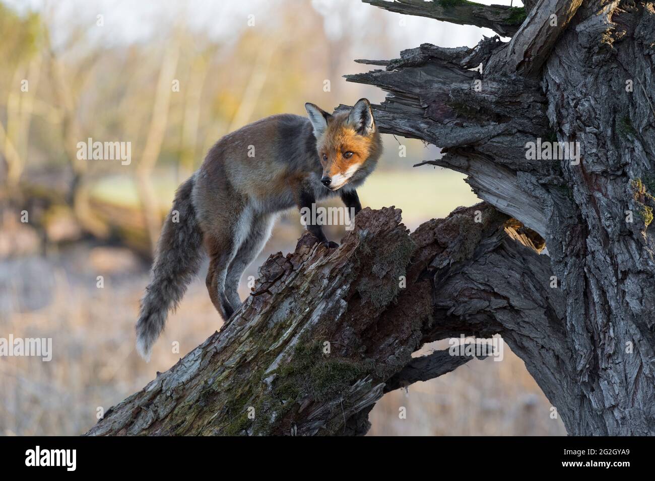 Red fox vulpes vulpes on an old tree trunk hi-res stock photography and ...