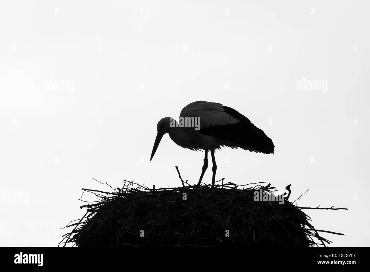 Spring breeding bird Black and White Stock Photos & Images - Alamy