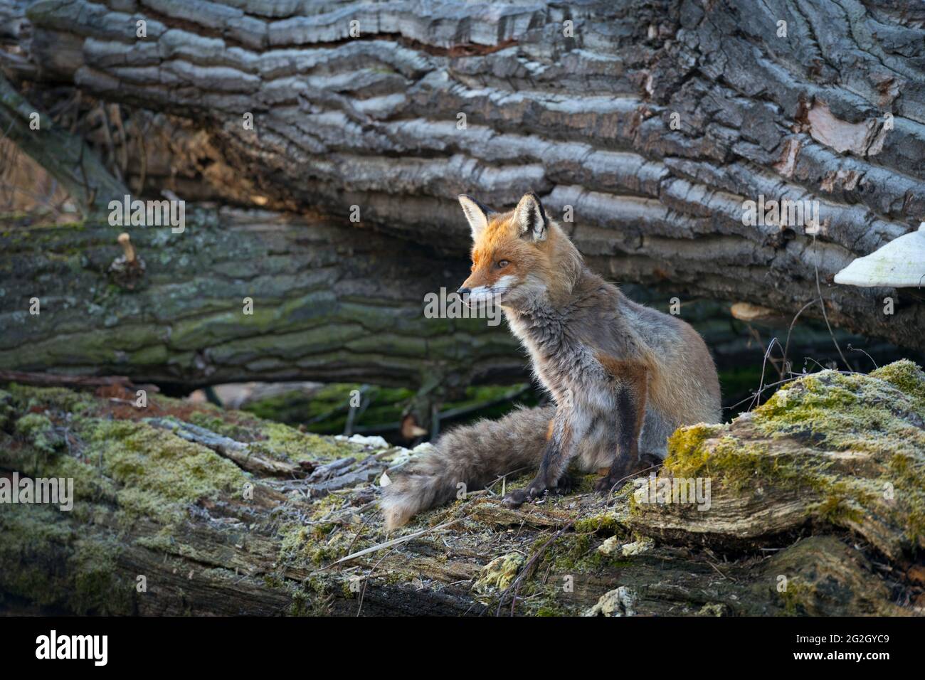 Red fox vulpes vulpes on an old tree trunk hi-res stock photography and ...