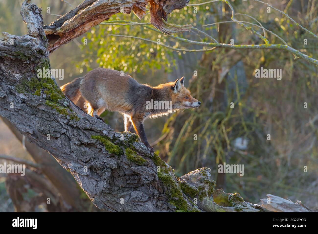 Red fox (Vulpes vulpes) on an old tree trunk, spring, Hesse, Germany ...