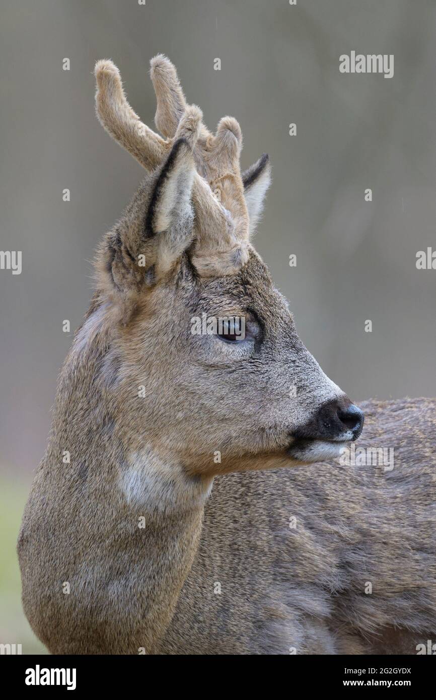 In bast hi-res stock photography and images - Alamy