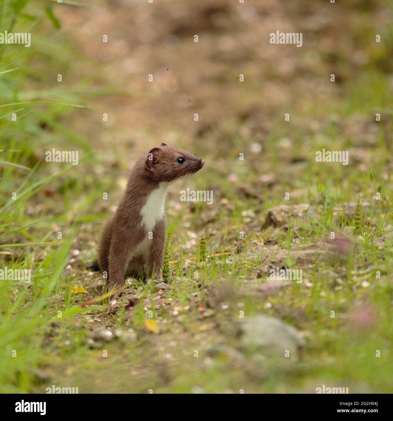Stoat ireland hi-res stock photography and images - Alamy