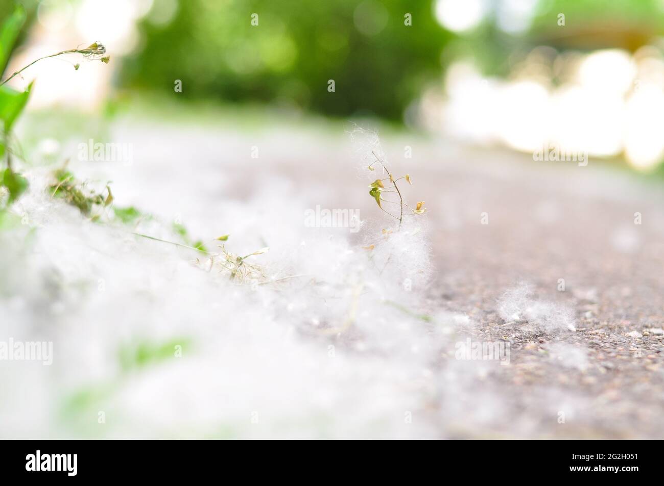 Poplar fluff in July on the way blurred background Stock Photo - Alamy