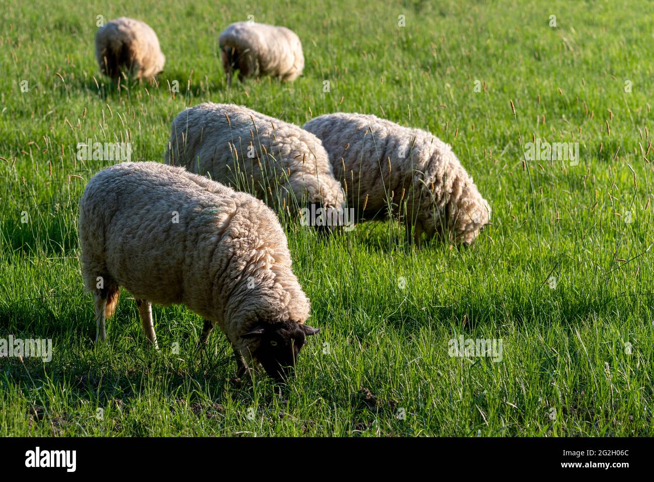 Nature grazing hi-res stock photography and images - Alamy