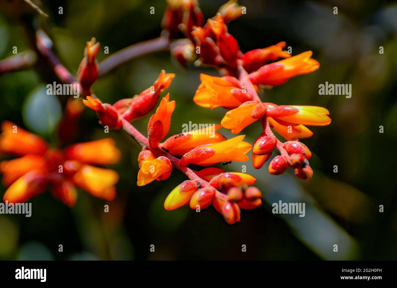 Formicae hi-res stock photography and images - Alamy