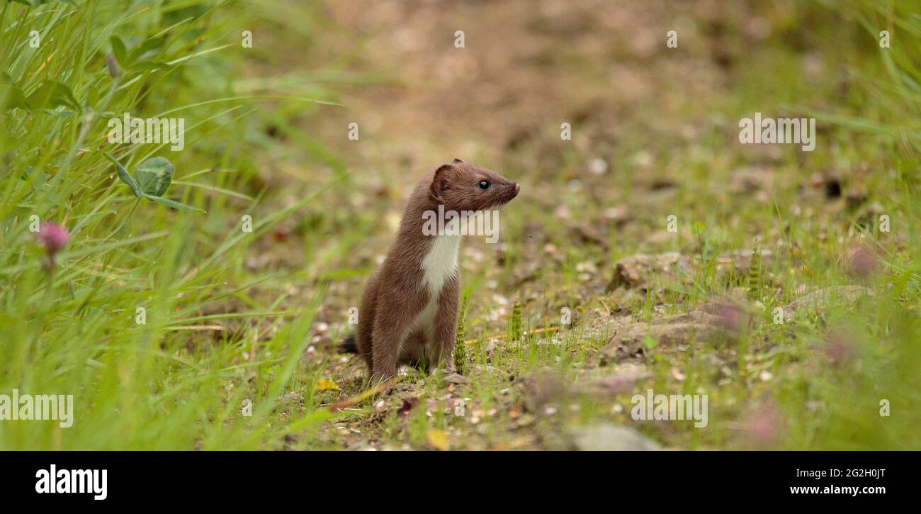 Irish stoat hi-res stock photography and images - Alamy