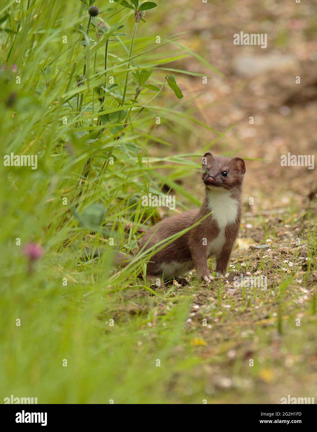 Irish stoat hi-res stock photography and images - Alamy