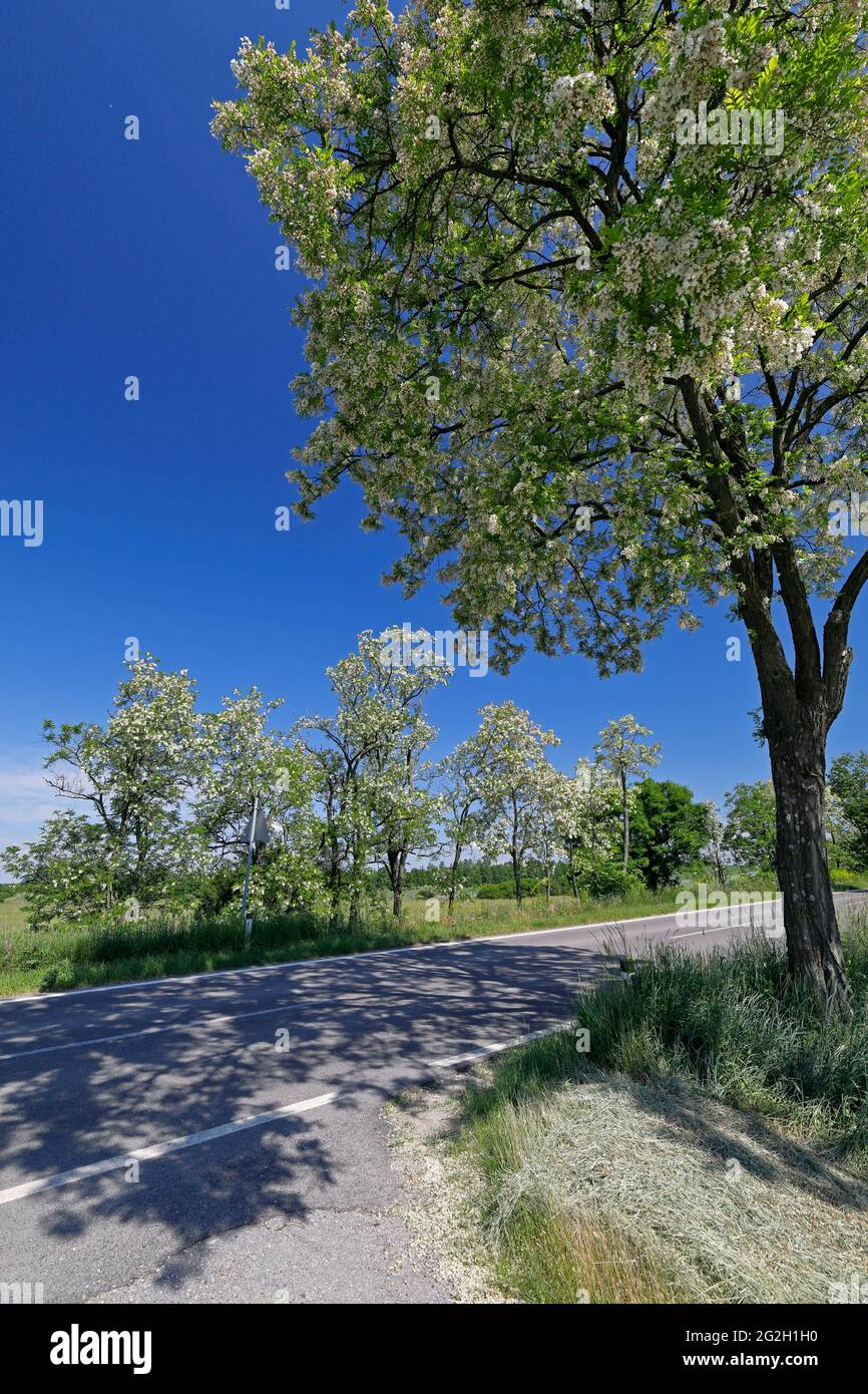 Time of the black locust blossom in the landscape of Weinviertel, Lower ...
