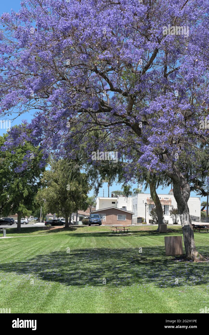 Jacaranda tree hi-res stock photography and images - Alamy