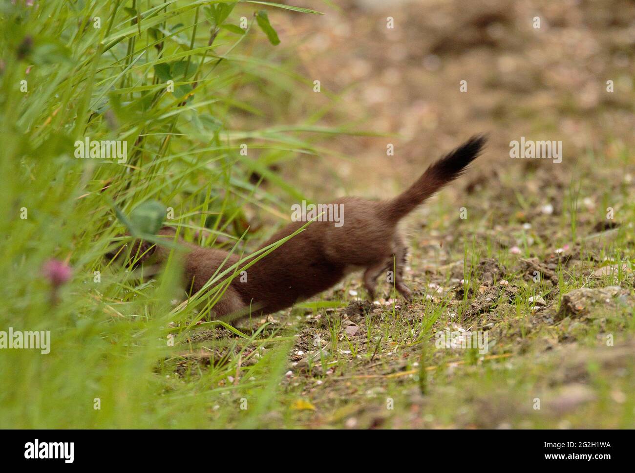 Stoat with food hi-res stock photography and images - Alamy