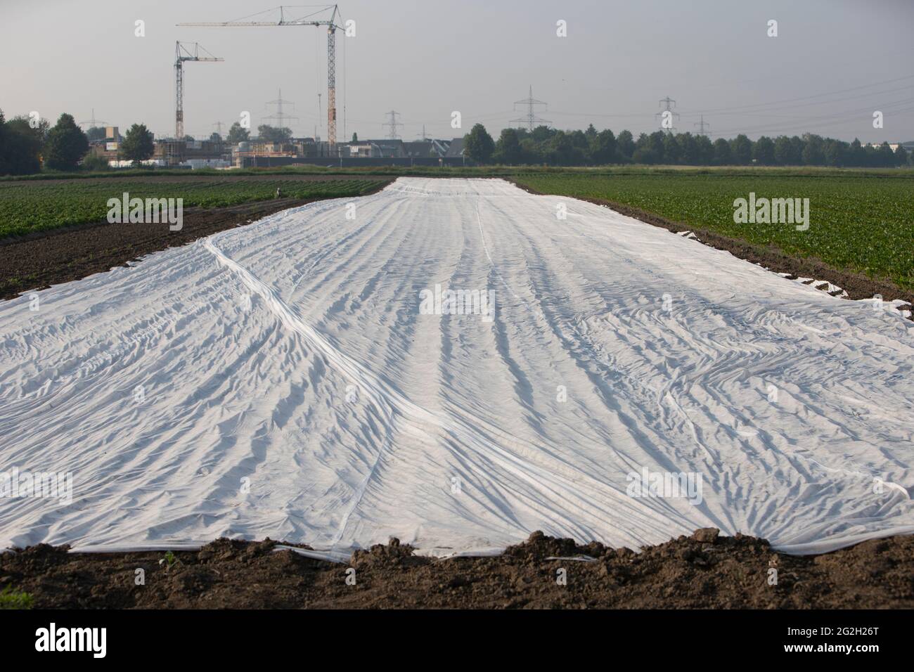 a large net in a field to protect the plants from birds Stock Photo - Alamy