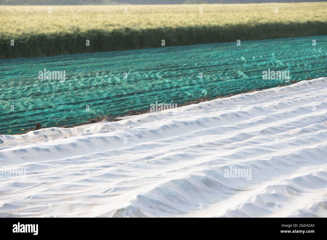 a large net in a field to protect the plants from birds Stock Photo - Alamy