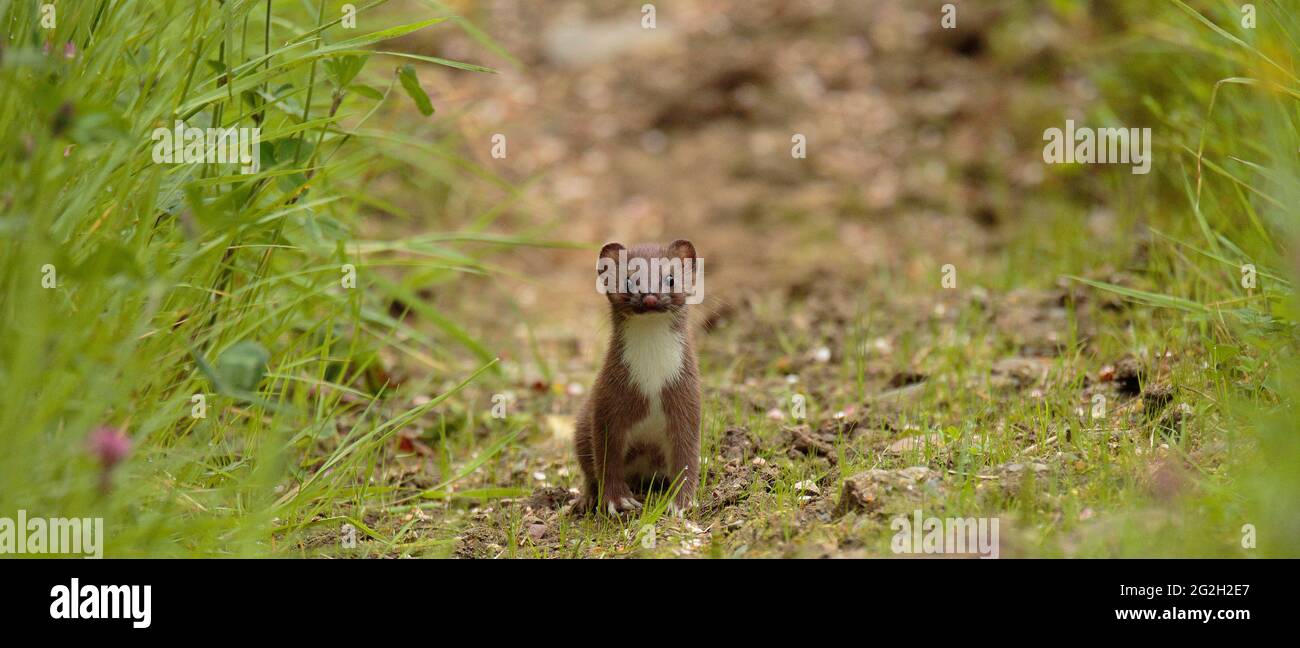 Irish stoat hi-res stock photography and images - Alamy