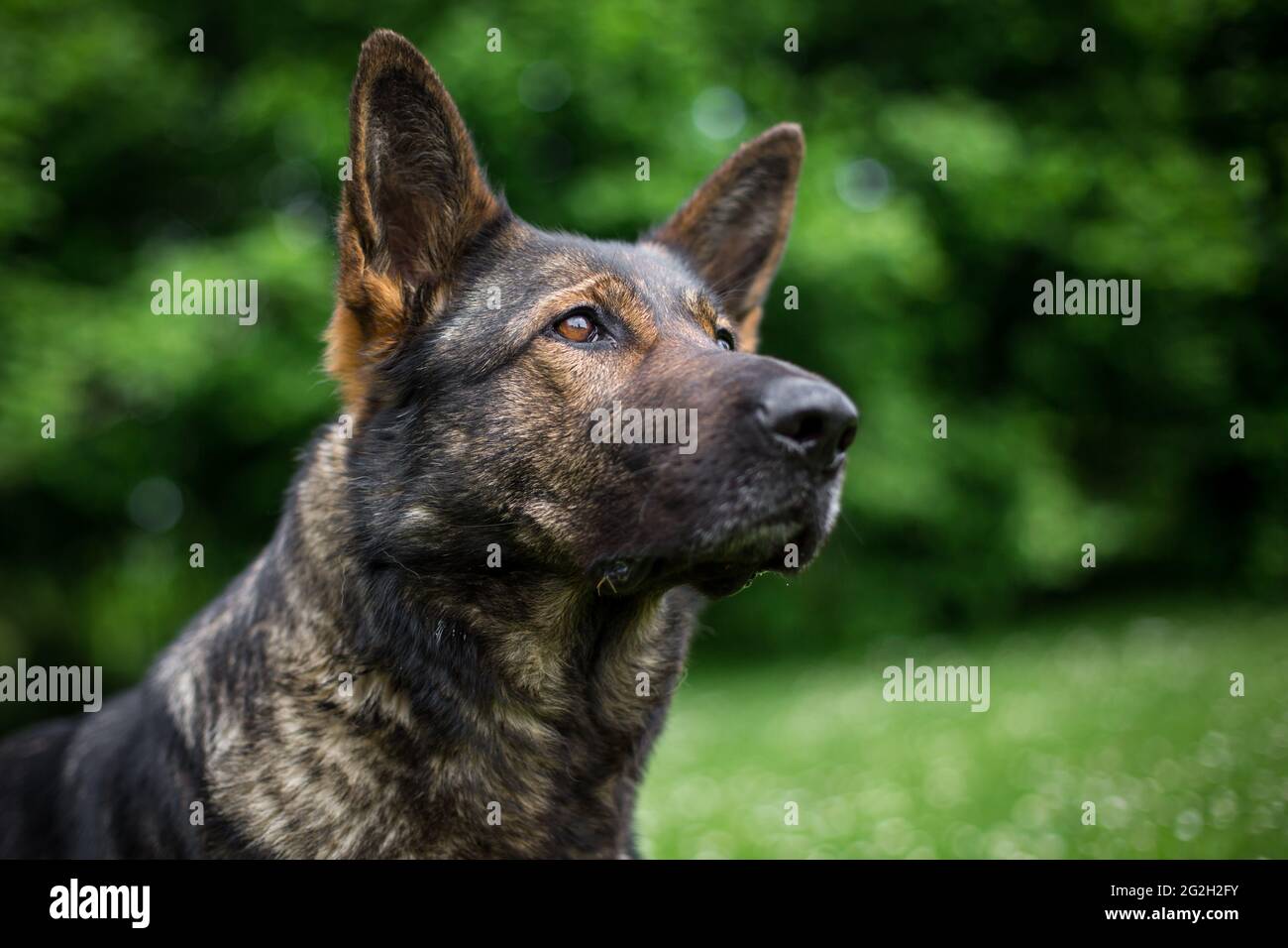 Alsatian head hi-res stock photography and images - Alamy