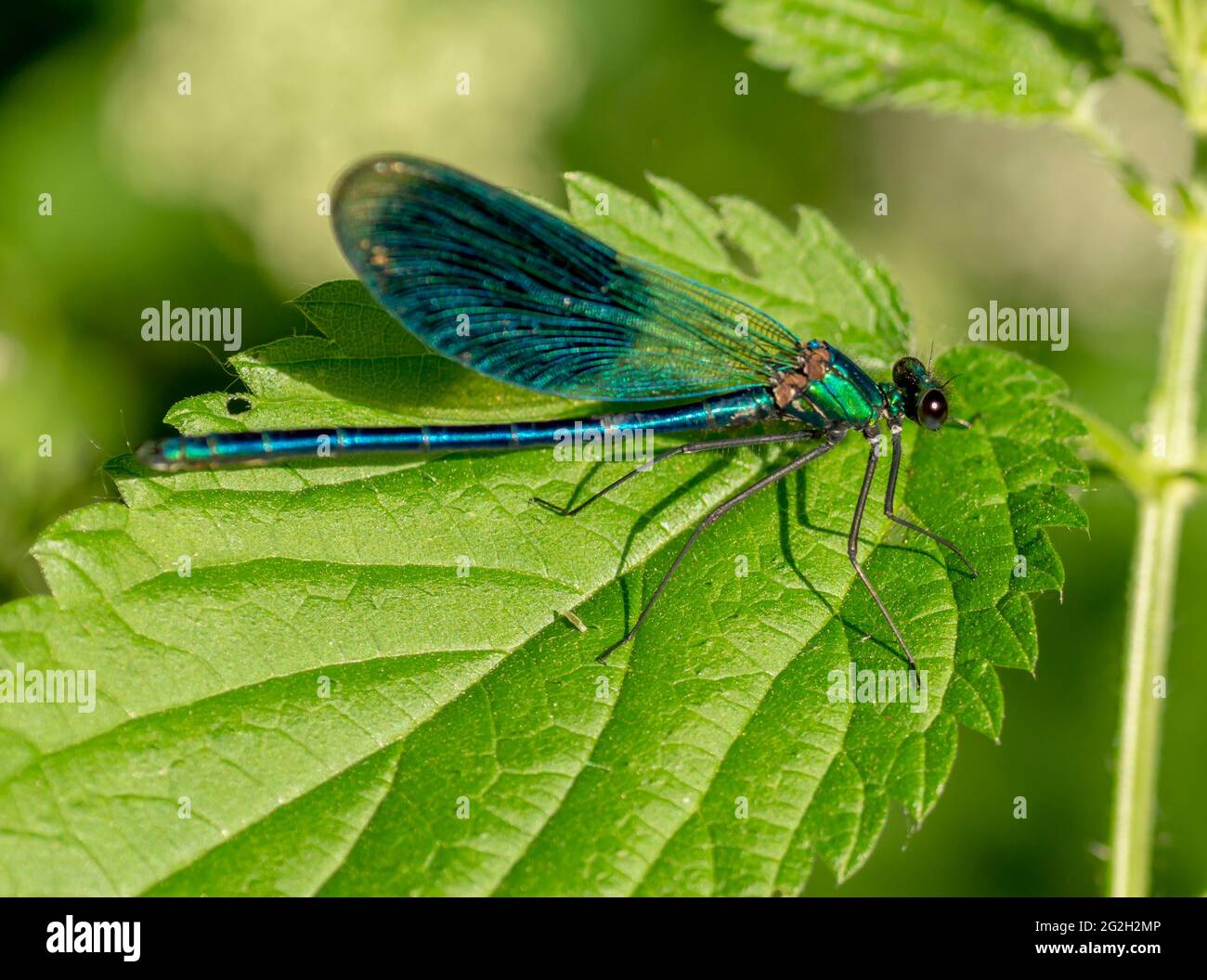 Calopteryx virgo , Beautiful Damselfly , Calopterygidae , Dragonfly ...