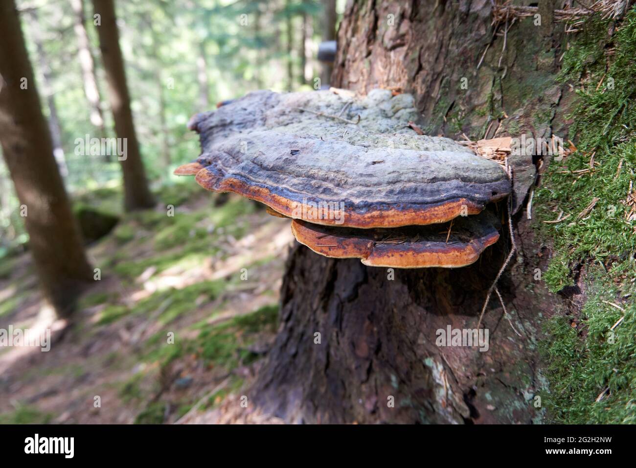 Closeup shot of a Hoof fungus on the tree in the forest Stock Photo - Alamy