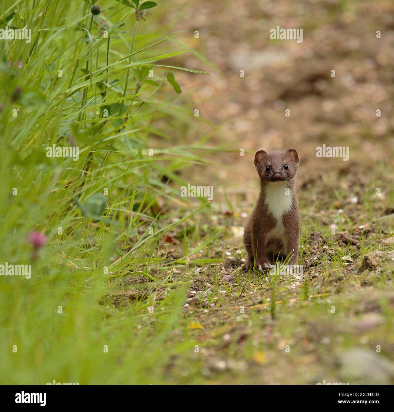 Irish stoat hi-res stock photography and images - Alamy
