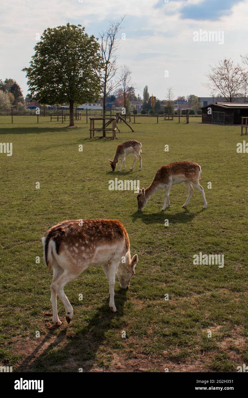 Vertical shot of deer in the field with trees under a bright sky Stock ...