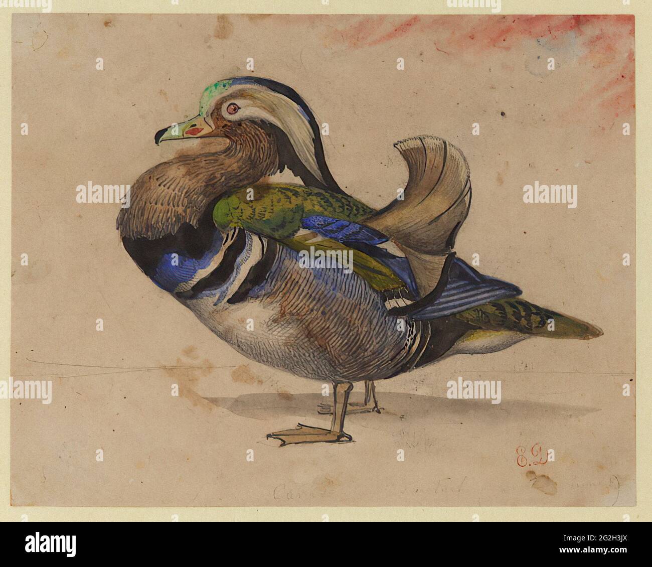 Eugène Delacroix - Mandarin Drake Stock Photo - Alamy