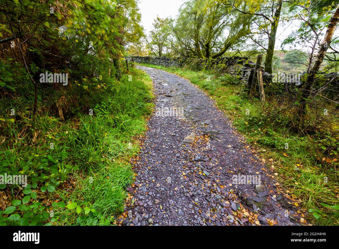 Slate chip path through trees with wall, Wales Stock Photo - Alamy