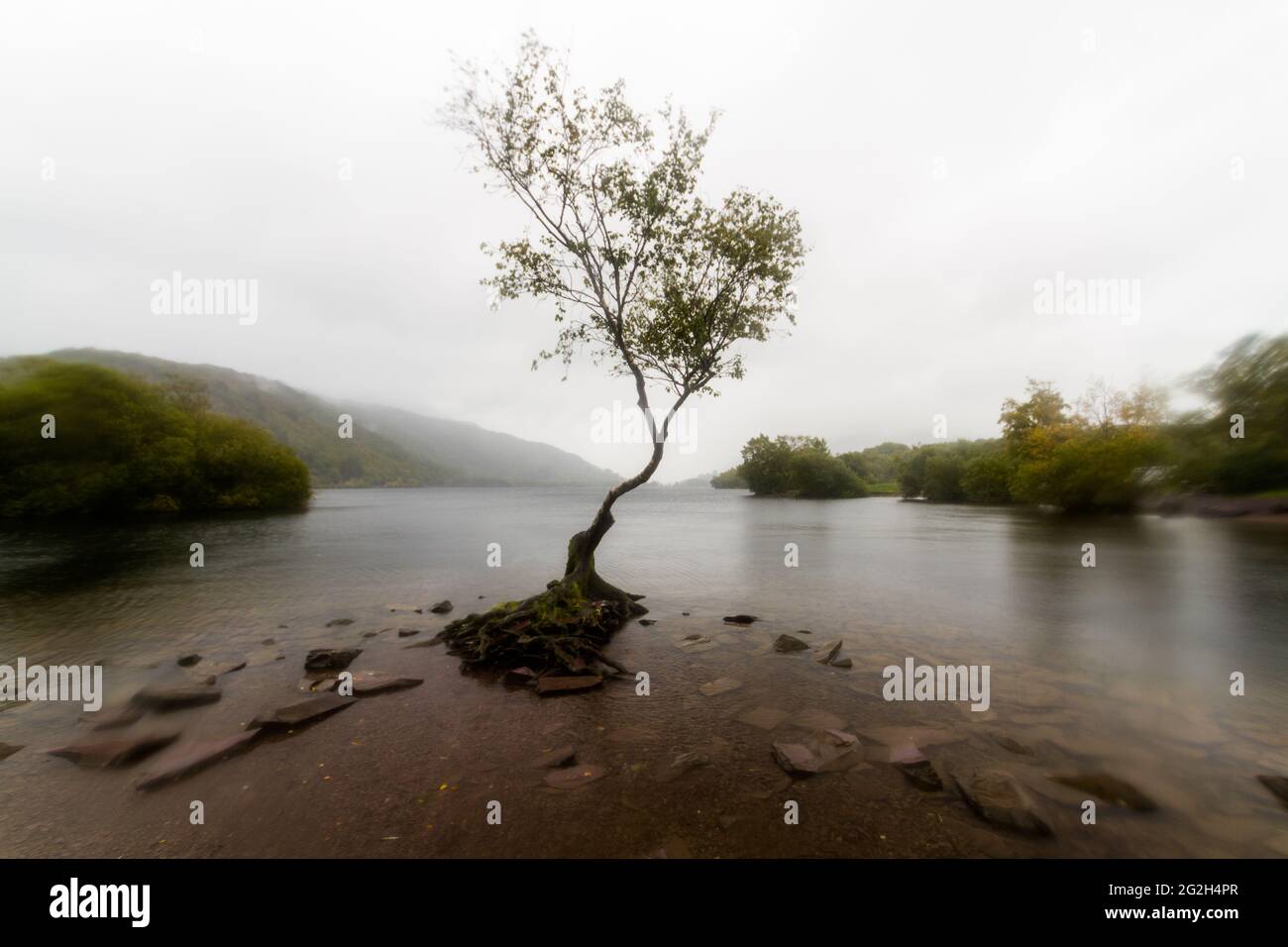 Lone tree in stormy weather. Lake Padarn, Snowdonia, North Wales, UK ...