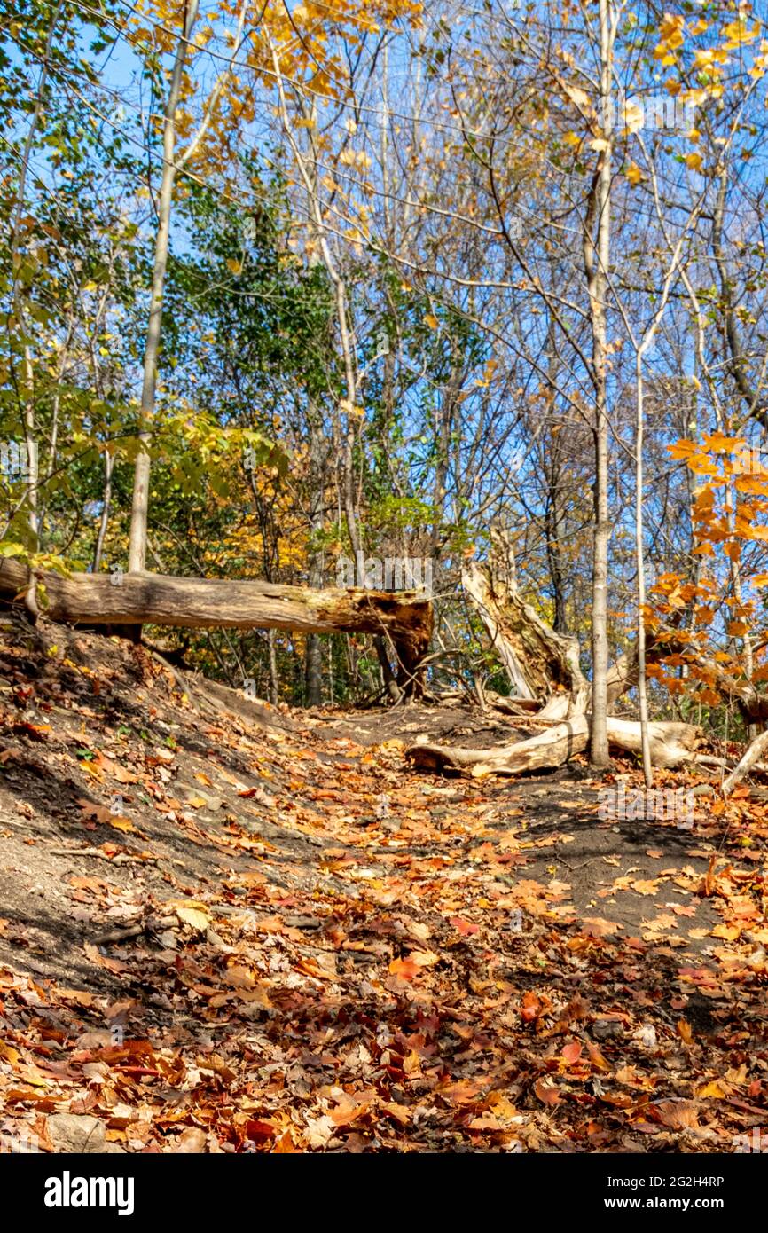 Broken tree logs are part of the deal - Beautiful fall in Central ...