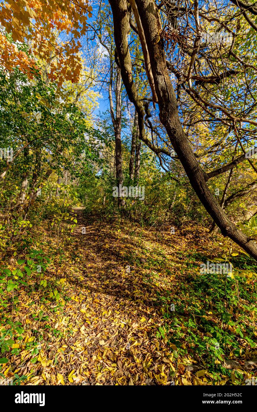 Is the tree falling or the leaves? - Beautiful fall in Central Canada ...