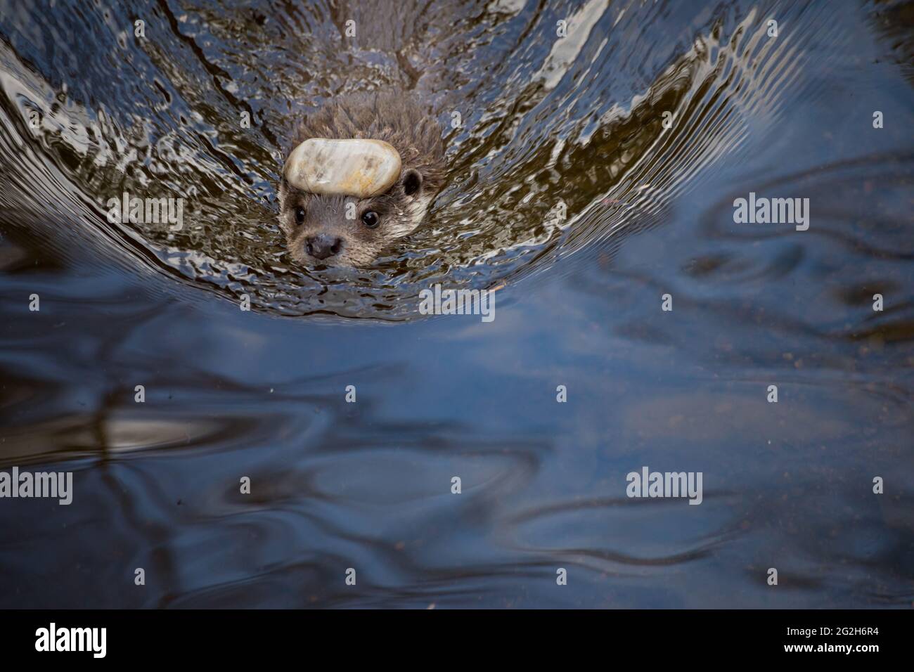 Animal free hi-res stock photography and images - Alamy