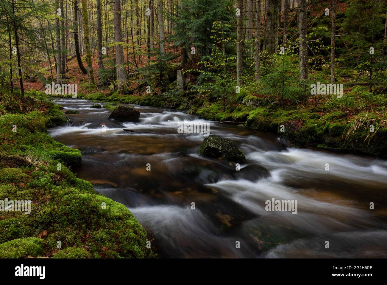 Woodland without forest hi-res stock photography and images - Alamy