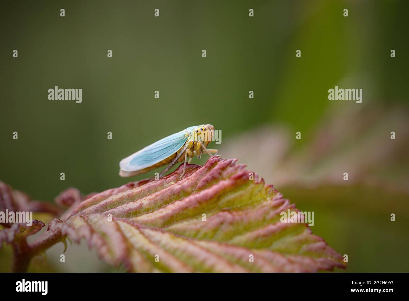 Colorful small cicada in a northern portuguese meadow Stock Photo - Alamy