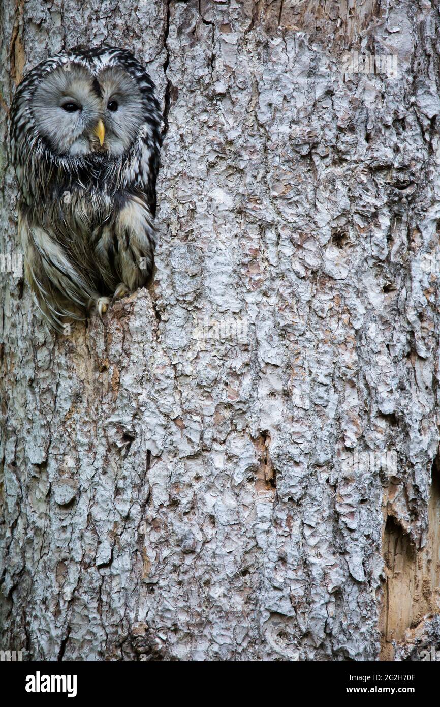 National park the bavarian forest animal open area hi-res stock ...
