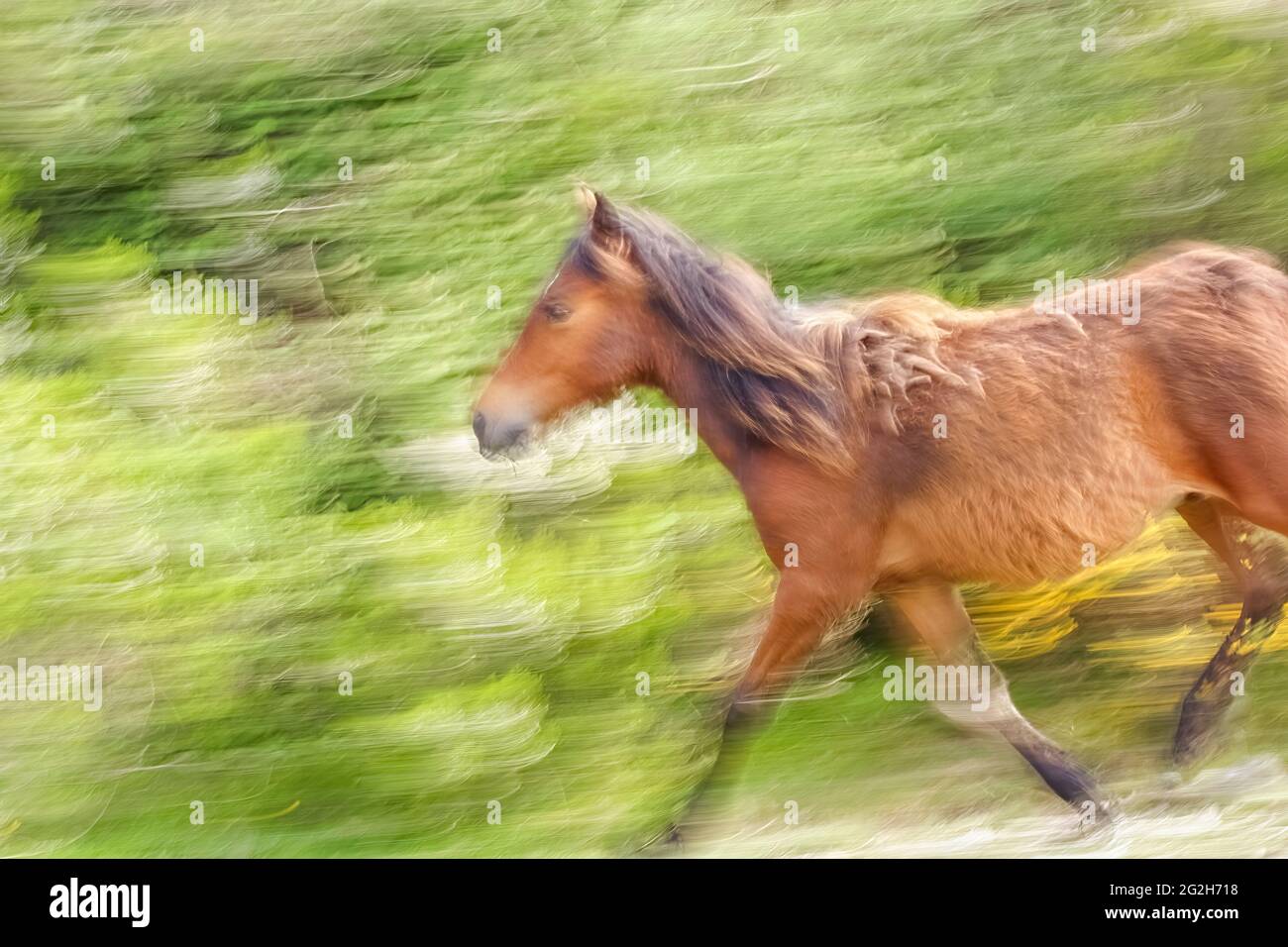 Garrano horse geres hi-res stock photography and images - Alamy