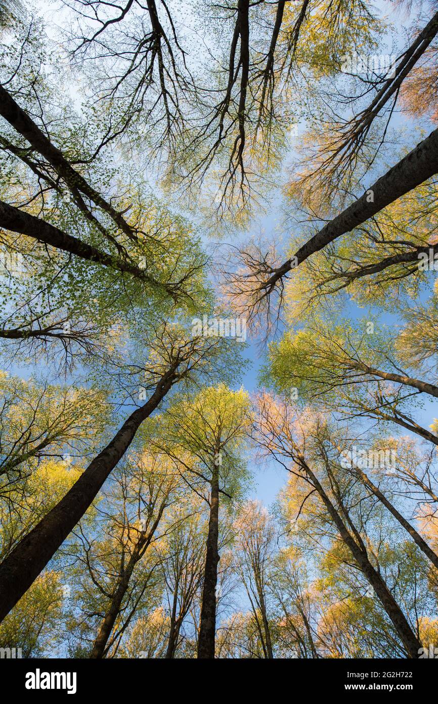 A beech forest in spring Stock Photo - Alamy