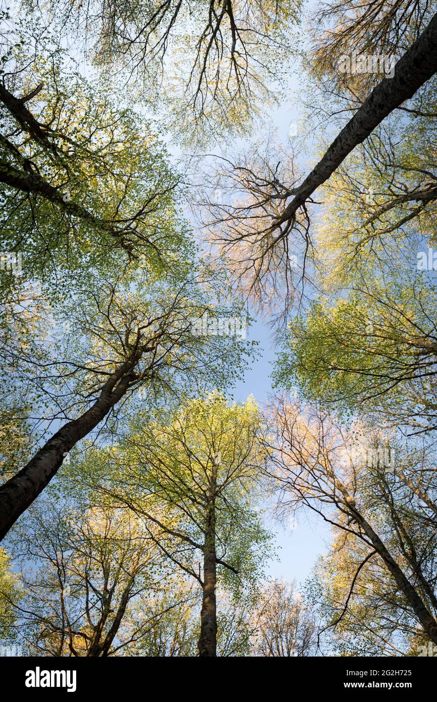 A beech forest in spring Stock Photo - Alamy