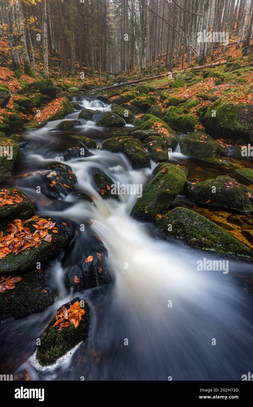 Woodland without forest hi-res stock photography and images - Alamy